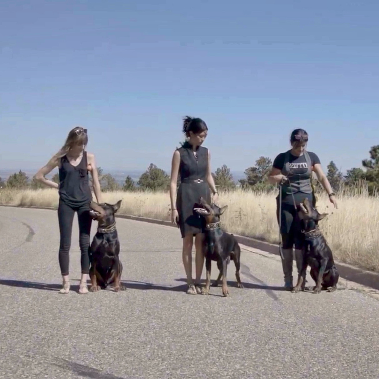 Top Dog Training Program | Traction Dog Training Club