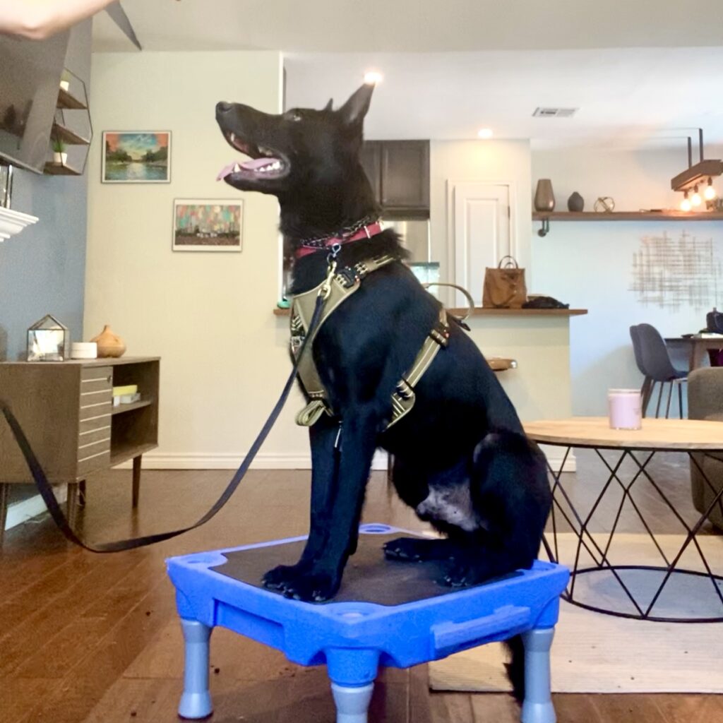 Dog Training Programs | Top Ranked at Traction Dog Training Club