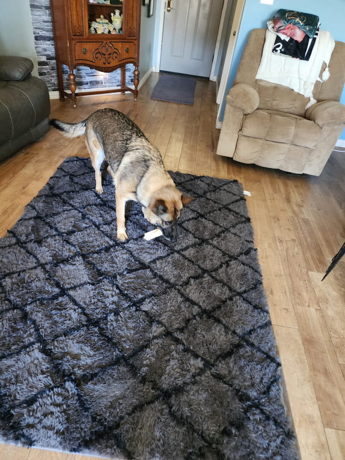 Help Bella Find a Home | Dog For Adoption in Austin Texas