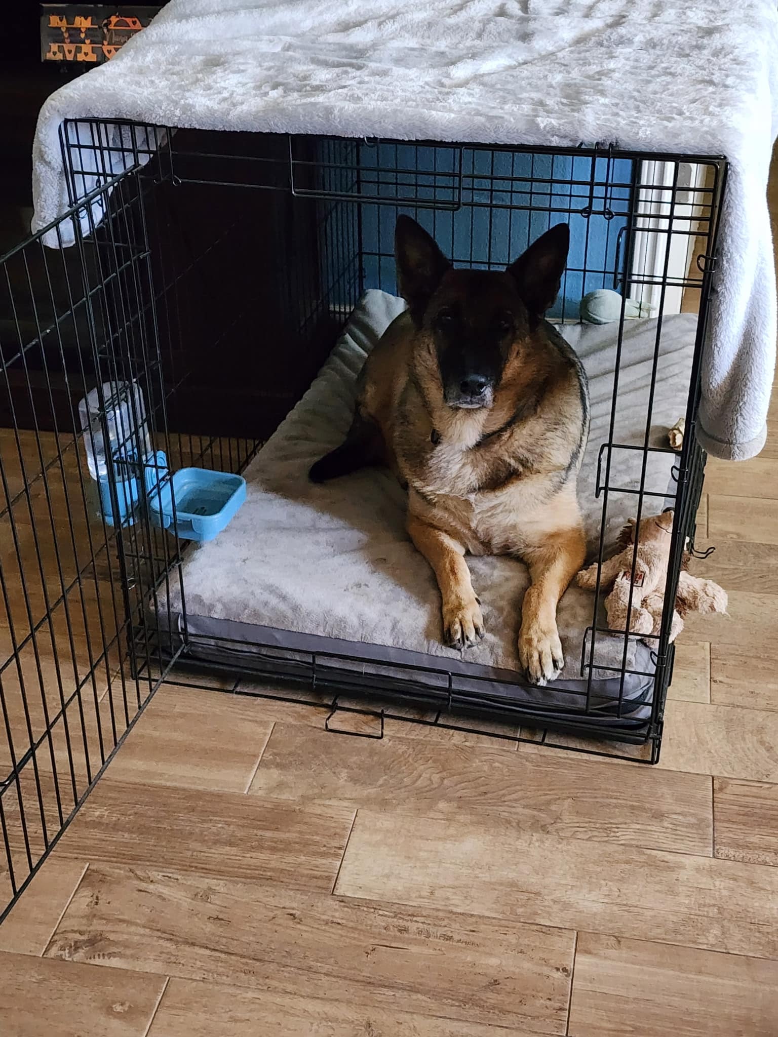 Help Bella Find a Home | Dog For Adoption in Austin Texas